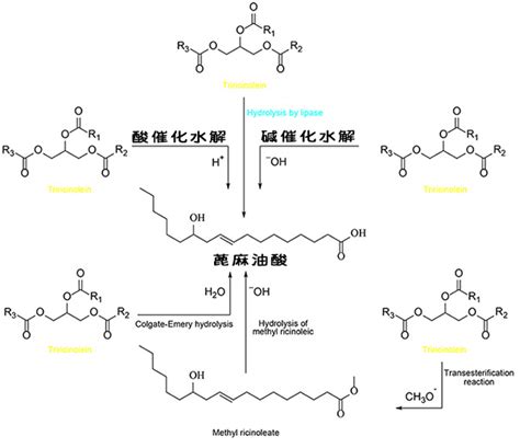 蓖麻油酸锌除臭剂的作用