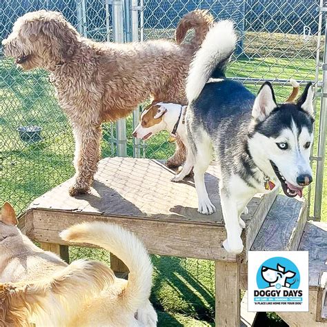 Doggy Days Dog Day Care Round Lake Beach Il