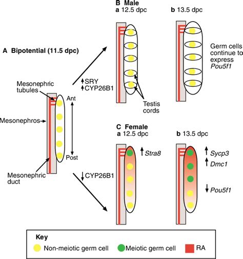 Structure Of Peritubular Capillary Plexus Semantic Scholar