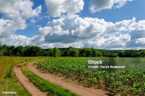 화창한 여름날 옥수수 밭의 시골 길 위에 푸른 하늘에 구름 0명에 대한 스톡 사진 및 기타 이미지 0명 거리 경관 Istock