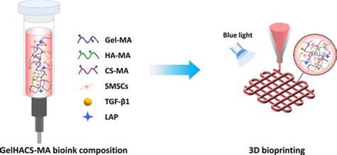 使用滑膜衍生的载有 Msc 的光交联 Ecm 生物墨水进行软骨再生的 3d 生物打印 Acs Applied Materials And Interfaces X Mol