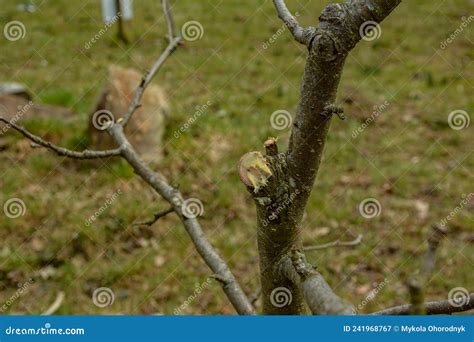 Improper Pruning Of Trees Using Heading Cuts Stock Image Image Of