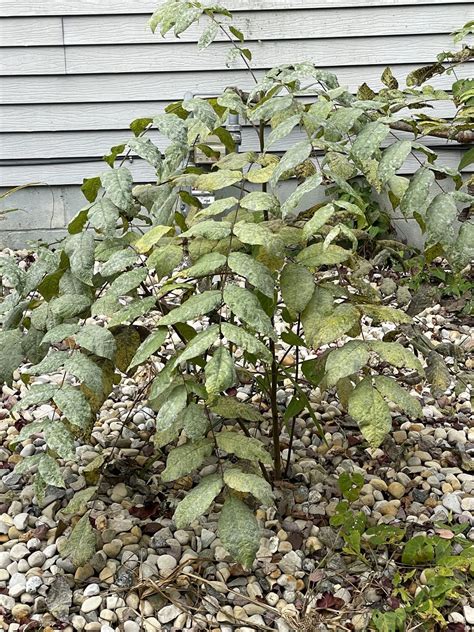 Need Help Identifying R Whatsthisplant