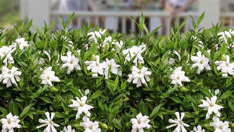 Frost Proof Gardenia Bush