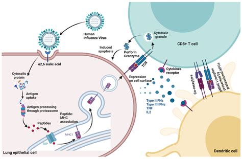 T Cell Recognition Of Influenza Virus Infected Cells Upon Infection