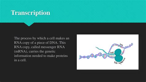 Solution Transcription In Bacteria Initiation Structure Of Rna