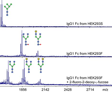 High Yield Expression Of Recombinant Human Proteins With The Transient Transfection Of Hek293