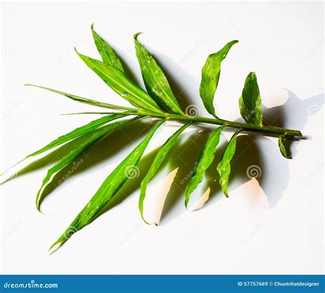Ginger Leaf Isolated On White Background Stock Image Image Of Shape