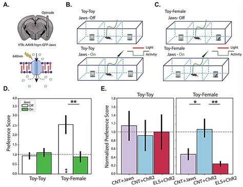 Manipulating Neural Circuits In Mice Can Make Social Interaction More Or Less Rewarding