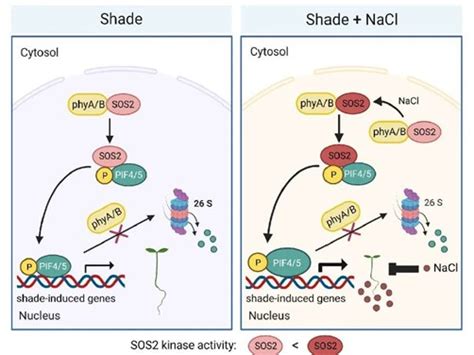 Precise Integration Of Large Dna Sequences In Plant Genomes Using