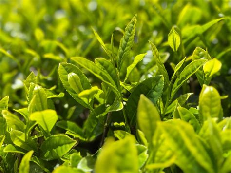 Theres A Matcha Shortage In Japan Where Else Can It Grow Perfect Daily Grind