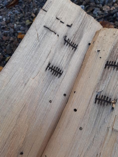 What Are These Weirdly Symmetrical Bug Tracks Fiund When Chopping Up