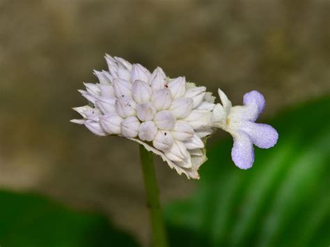 Epithema Madulidii Gesneriaceae