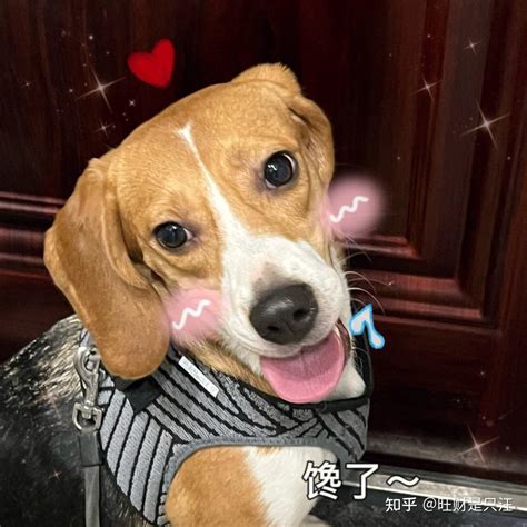 这么温顺的比格犬为啥总被用作实验犬 知乎