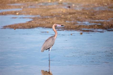 12 Herons In Arizona All Species Id And Photos