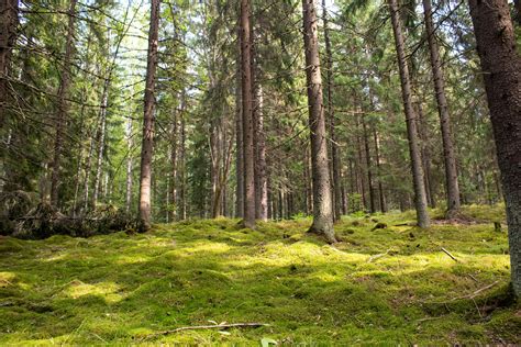 Meilleures Photos Sur Le Thème Roblox Obby · Téléchargement Gratuit