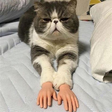 Tiny Hands For Cats Shut Up And Take My Money