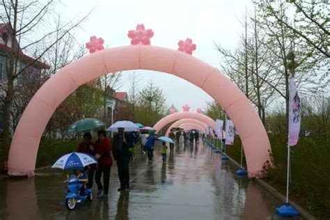 萊陽濯村第二屆櫻花節今天開幕數萬株櫻花雨中綻放 每日頭條