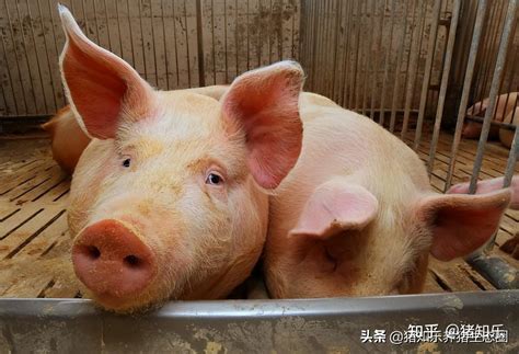 猪场自配预混料？这天天的都是什么馊主意？ 知乎