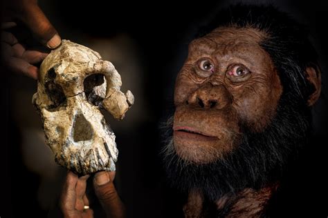 Australopithecus Lucy Skeleton