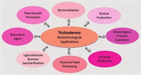 1 Overview Of Biotechnological Applications Of Trichoderma Download