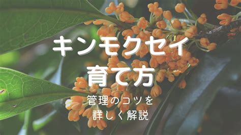 キンモクセイの育て方と管理のコツを初心者にもわかりやすく解説 みゆ庭
