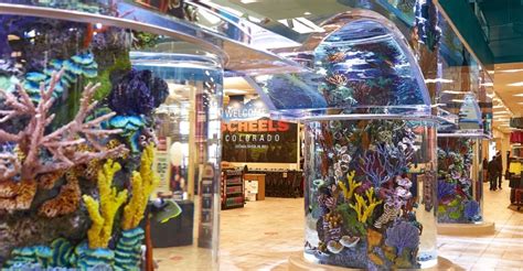 Things To Do At Colorado Springs Scheels