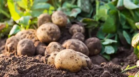 На Буковині аграрії розпочали збирати ранню картоплю Читайте на Ukr Net