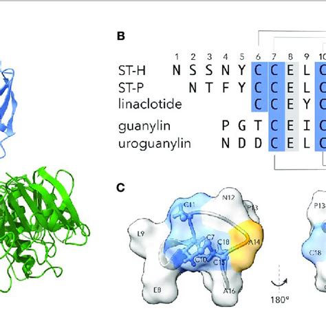 Molecular Basis Of Toxoid Development For Etec A Etec Heat Labile Download Scientific