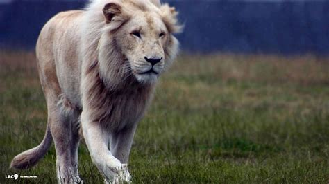 White Lion Hd Wallpapers 1920x1080