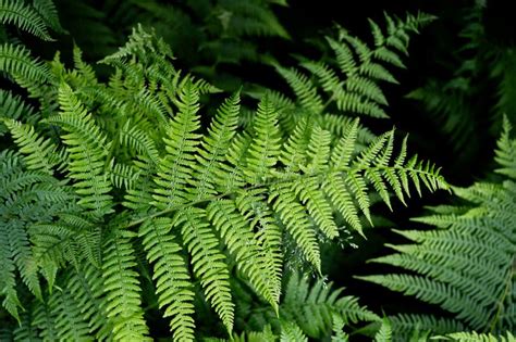 Ferns Photographed Up Close Stock Image Image Of Colors People