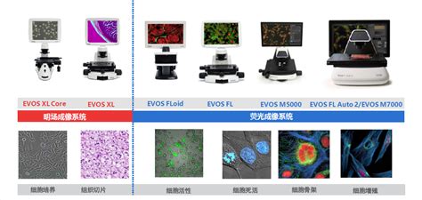 Evos Floid 细胞成像工作站，invitrogen，floid™ Cell Imaging Station，4471136，赛默飞世尔
