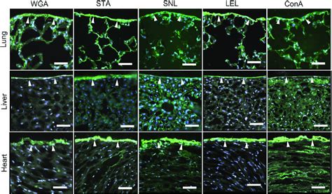 Fluorescent Lectin Staining Of The Mesopolysaccharides Of The Lung Download Scientific Diagram
