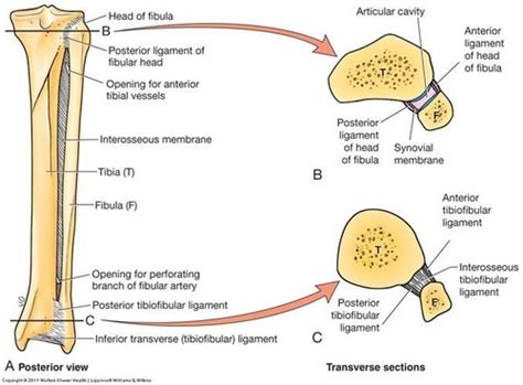 Proximal And Distal Tibiofibular Joint