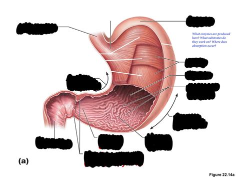 Bio 232 Week 8 Part 6 Diagram Quizlet