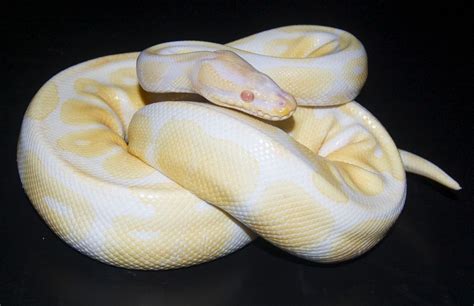 Albino Ball Python By Phoenix Cry On DeviantArt
