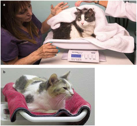 2022 Isfm Aafp Cat Friendly Veterinary Environment Guidelines Samantha Taylor Kelly St Denis