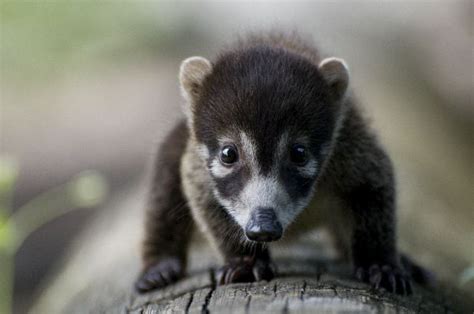 White Nosed Coati Coatimundi Coniferous Forest