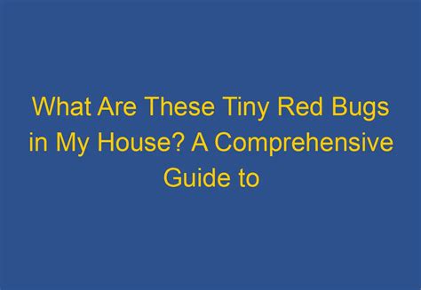 What Are These Tiny Red Bugs In My House A Comprehensive Guide To Identifying And Dealing With Them