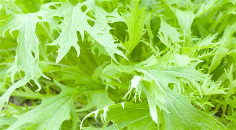 水菜キョウナの栽培育て方手順地植えプランター 休日菜園