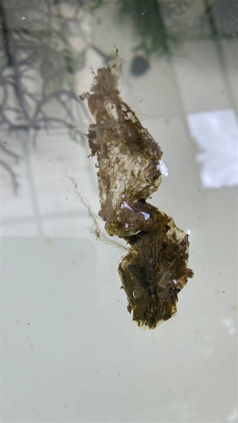 Zscmst Office Of The Vice President For Research Innovation And Extension Zscmst Office Of