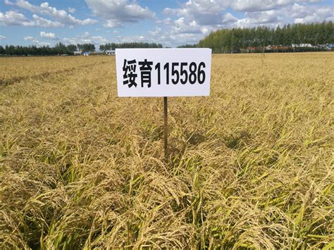 绥粳26 黑龙江省农业科学院绥化分院