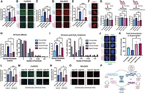 Sex Dependent Effects In The Aged Melanoma Tumor Microenvironment