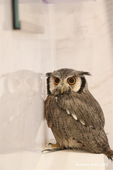 キタアフリカオオコノハズクとミナミアフリカオオコノハズクの違いを徹底解説 かわいい黒猫 ミミズク 美しい鳥