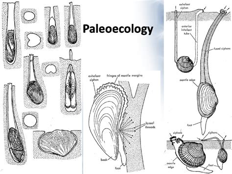 Geology Rocks Bivalvia Presentation