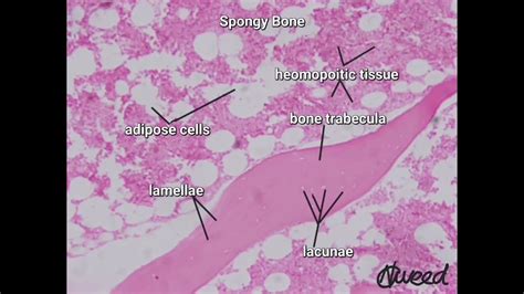 Spongy Bone Under Microscope