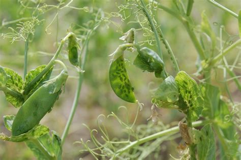 Resistance Of Lentils And Peas To The Pea Aphid Pulse Crops