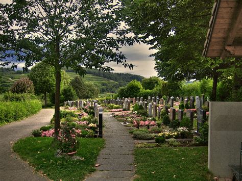 Gambar Halaman Rumput Bunga Halaman Belakang Botani Kuburan