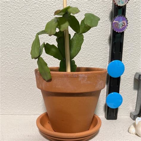 What To Do About Bugs On My Christmas Cactus 🐛