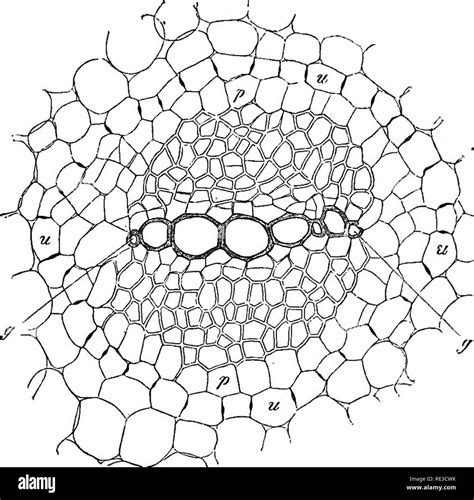 Plant Root Cells Cut Out Stock Images And Pictures Alamy